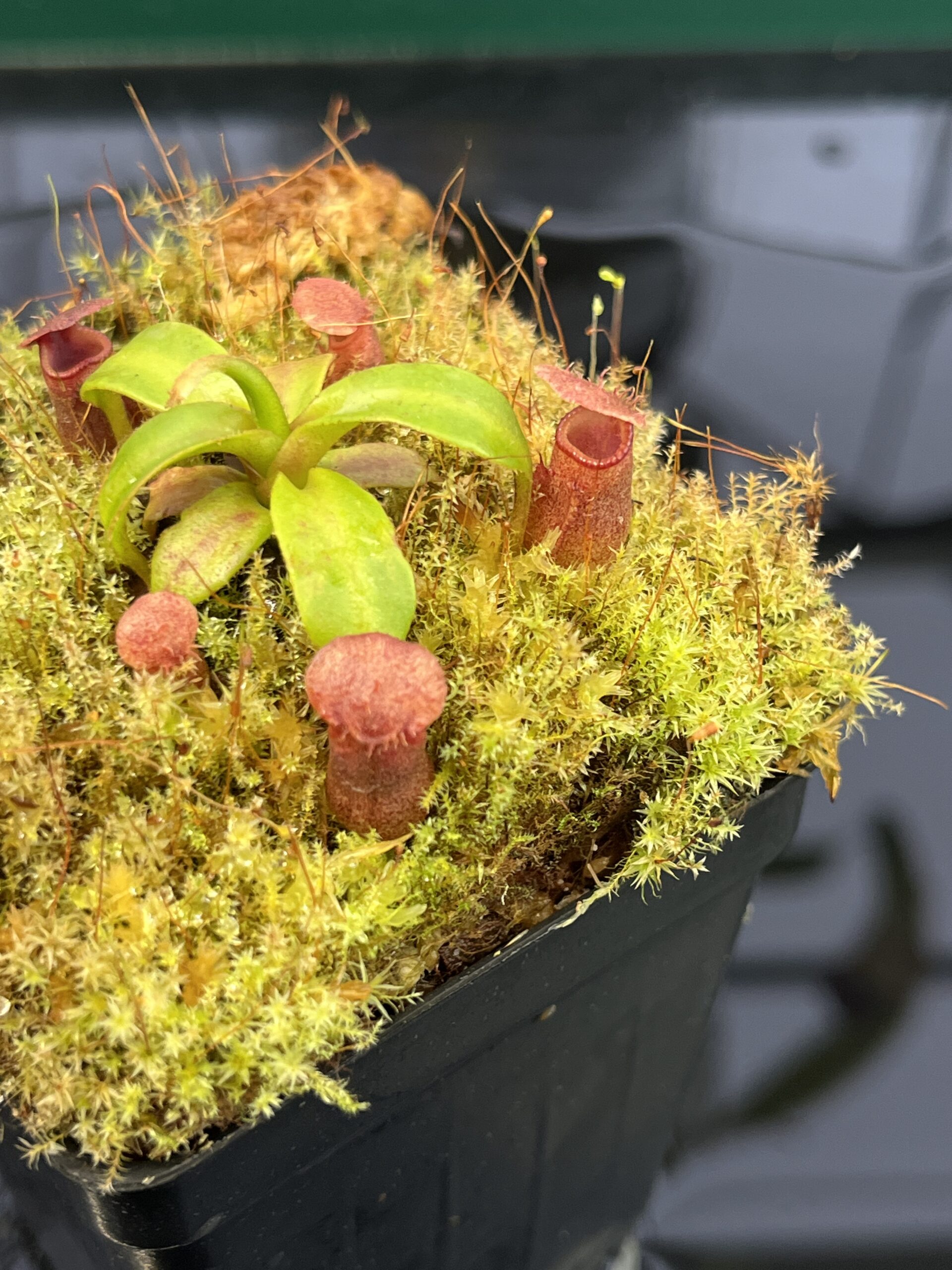 Nepenthes rajah x edwardsiana | JH | Florae | Clone 2 | Jeremiah Harris ...