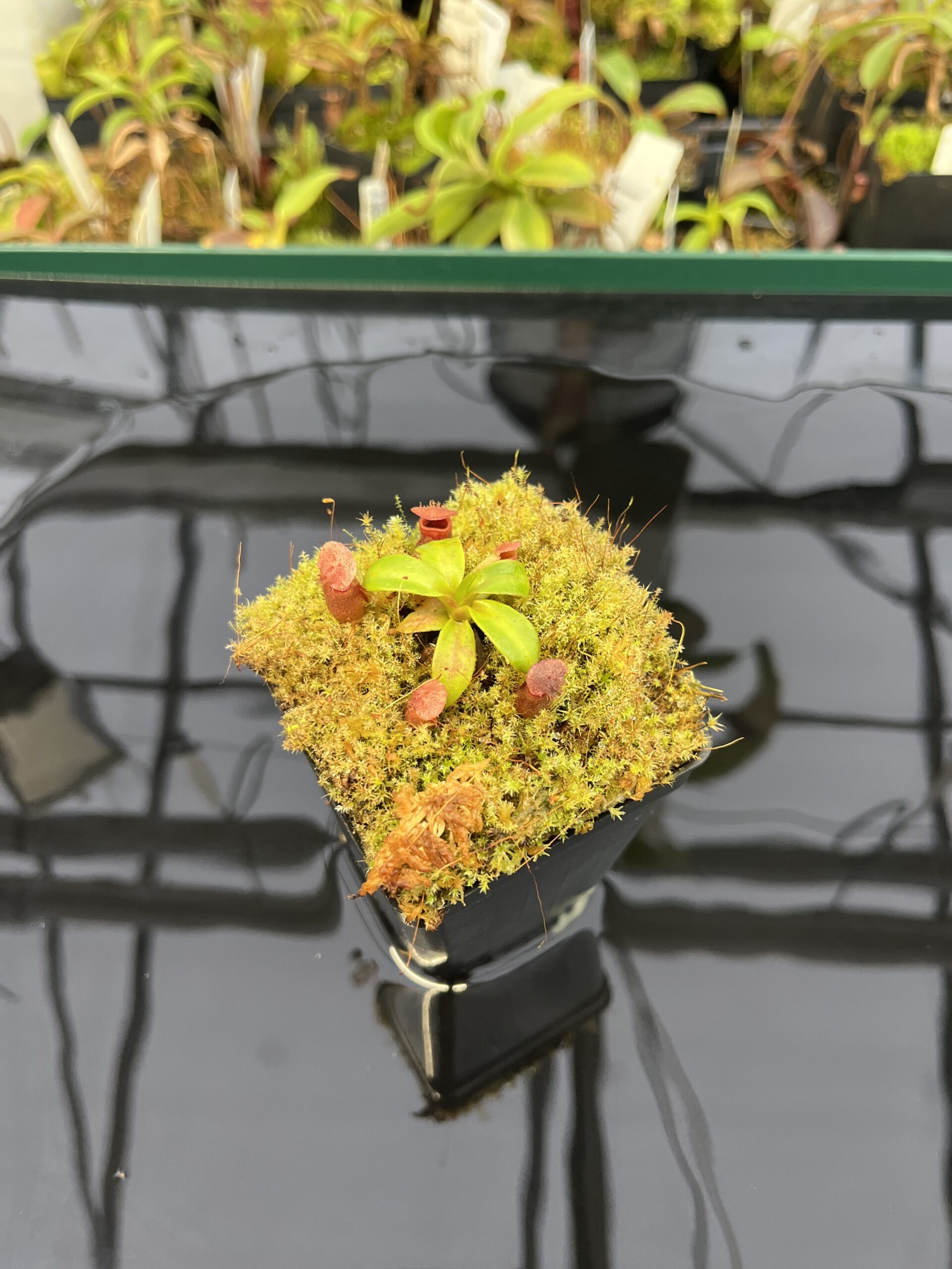 Nepenthes rajah x edwardsiana | JH | Florae | Clone 2 | Jeremiah Harris ...